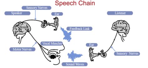 Speech Anatomyphysiology Speech Chain Flashcards Quizlet