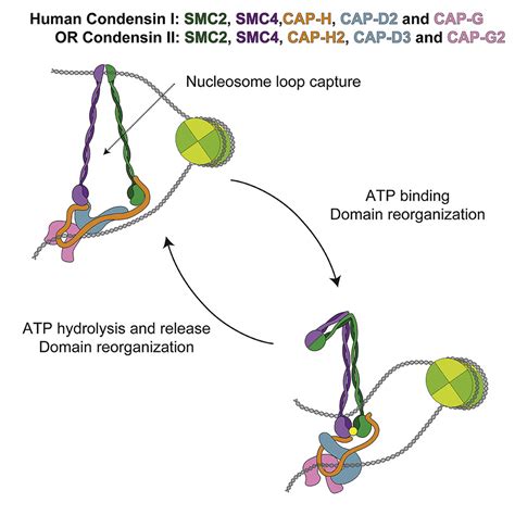 Human Condensin I And Ii Drive Extensive Atp Dependent Compaction Of