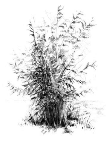 How To Draw A Bush With A Pencil Step By Step Drawing Tutorial