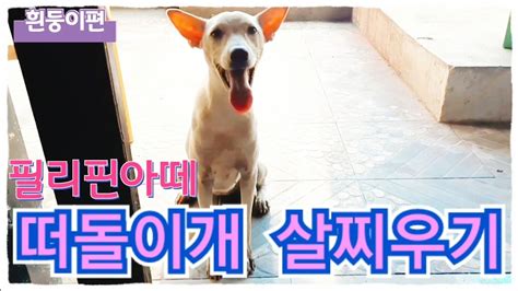 필리핀아떼 떠돌이개 살찌우기 이름은 그냥 흰둥이라 할께 Youtube