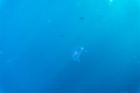 열대 바다 의 생명 수면 아래에 떠있는 물고기로 가득 찬 산호초 잔물결을 통해 광선이 밝아집니다 0명에 대한 스톡 사진 및 기타 이미지 Istock