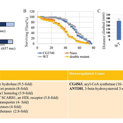 Drosophila C19orf12 Mutants Show Reduced Lifespan Functional Deficits Download Scientific