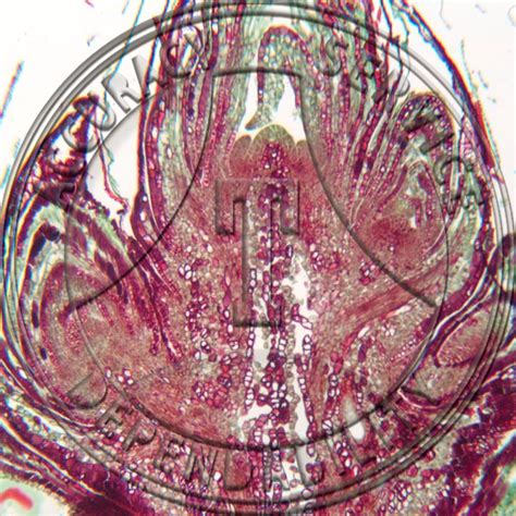 Pinus Stem Cs Ls Prepared Microscope Slide