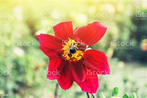 여름과 가을 피는 오렌지 거베라 꽃 배경 꽃에 꿀벌 꽃가루를 수집합니다 설계용 템플릿 0명에 대한 스톡 사진 및 기타 이미지