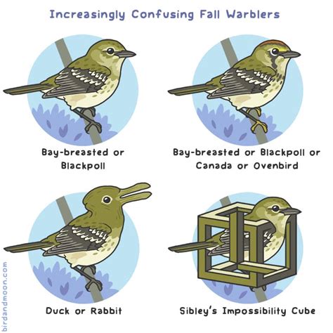 Increasingly Confusing Fall Warblers — Rosemary Mosco