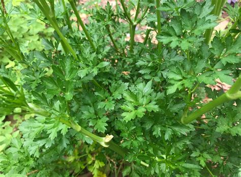 Phytophotodermatitis Plants That Cause It And Home Remedies Cottage Farmstead