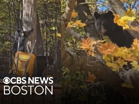 Residents Thrilled As Mama Bear And Two Cubs Seen Around Worcester Worcester Ma Patch