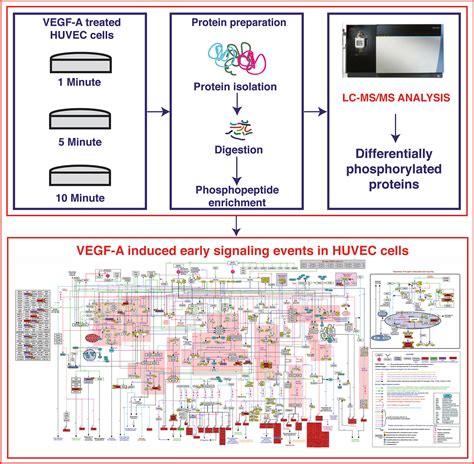 Journal Of Cell Communication And Signaling Wiley Online Library