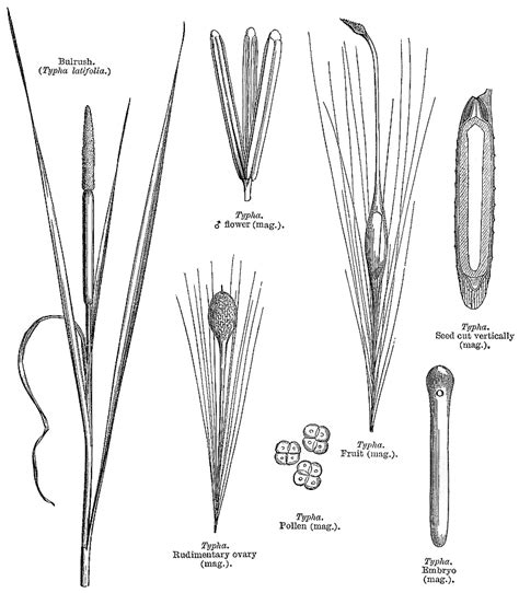 گیاهان تیره خانواده تیفاسه Typhaceae نارگیل