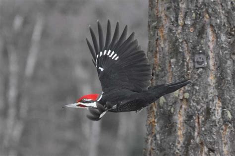 Easy Ways To Tell The Male And Female Pileated Woodpeckers Apart