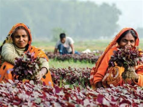 Developing Guidance And Capacities For Nutrition Sensitive Agriculture