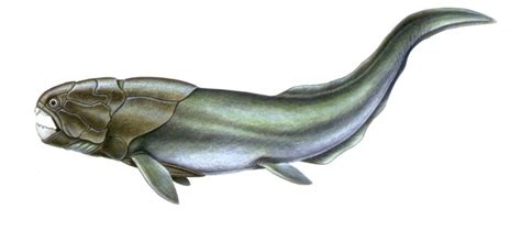 Los Placodermos Los Peces Mandibulados Primitivos