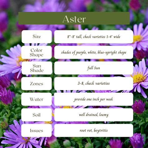 Stars In The Garden Aster The Michaelmas Daisy ⋆ Roots And Maps