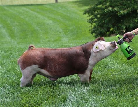 Hereford Hogs Hogs Cattle Share Same Coloring In Hereford Breed