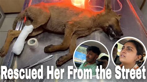 Gadi Chala K Chala Geya Iss Bache Per It Hurts To See Tried To Help This Puppy Youtube