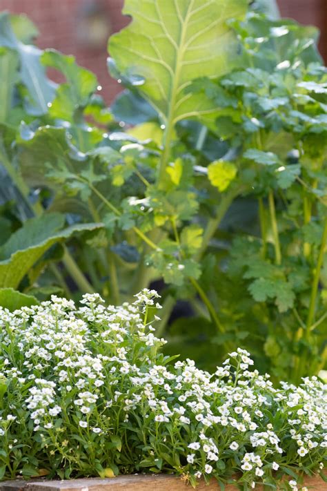 Why Sweet Alyssum Is The Companion Plant Your Garden Needs