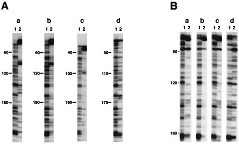 Footprints On The Viral Dna Ends In Moloney Murine Leukemia Virus Preintegration Complexes