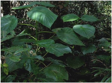 Dendrocnide Moroides Download Scientific Diagram