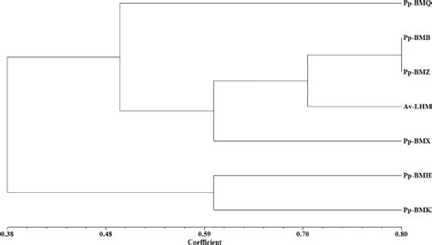 upgma unweighted pair group method with arithmetic average dendrogram