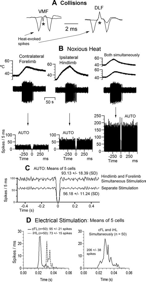 Spatial Summation Of Noxious Receptive Fields A Silent Cell At Rest