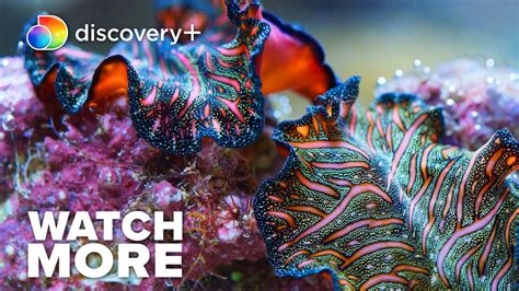 En Garde Dueling Flatworms Engage In The Ultimate Swordfight The Mating Game Discovery