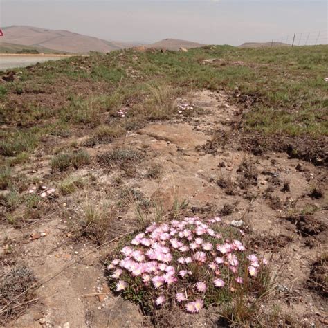 Khadia Alticola Seeds Buy Online