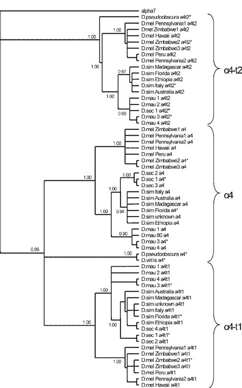 Figure 1 From Rapid Evolution Through Gene Duplication And Subfunctionalization Of The Testes