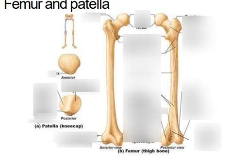 Diagram Of Femur And Patella Quizlet