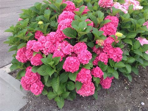 Hydrangea Macrophylla Garnet™