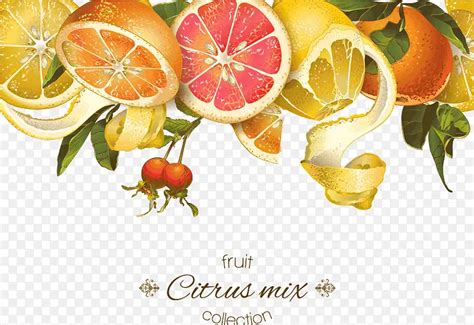 一堆切开的橙子png图片素材下载 图片编号qjzjvvoq 免抠素材网