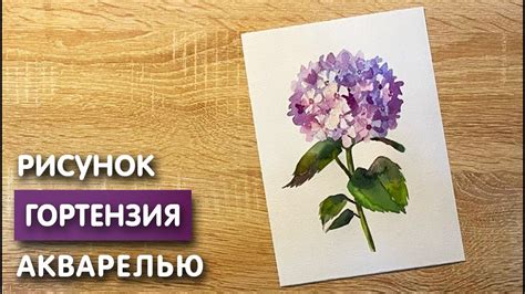 Как нарисовать гортензию карандашом и акварелью начинающим Рисунок для детей Youtube