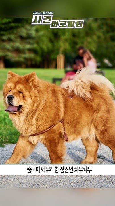 차 트렁크에 대형견 매달고 달린 운전자 혐의 부인 Youtube