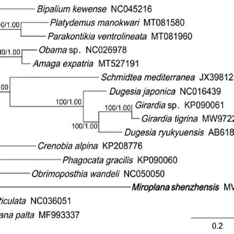 bayesian inference phylogenetic tree topology inferred from the
