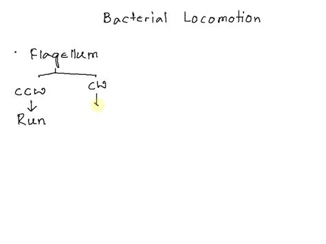 Solved Question 5 1 Pts Conventions With Clockwise Flagellum Problem