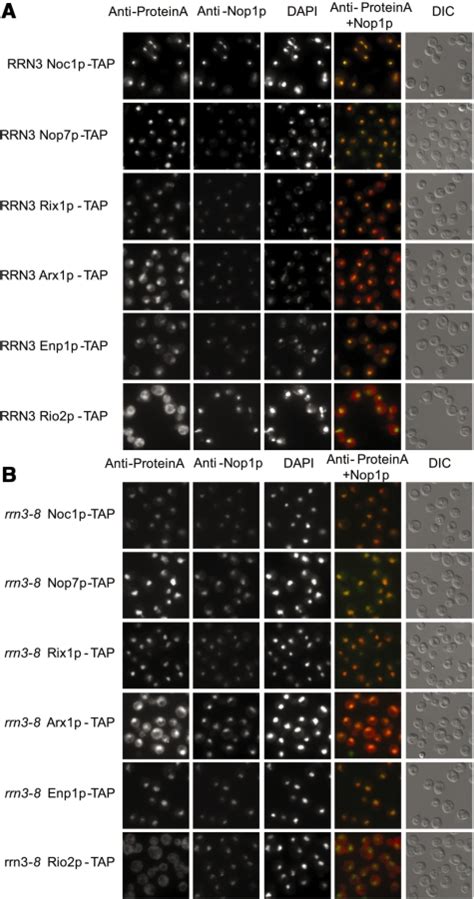 Subcellular Localization Of Tap Tagged Ribosome Biogenesis Factors Download Scientific Diagram
