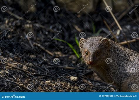 Small Asian Mongoose Or Herpestes Javanicus Stock Photo Image Of