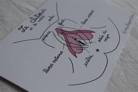 Sex Education Diagram Anatomy Genitals Illustration Etsy Australia