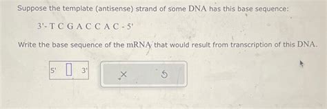 solved suppose the template antisense strand of some dna