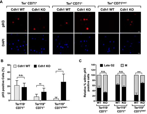 Increased Presence Of Ph3 Positive Cells In Maturing Erythroblasts