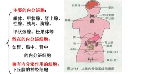 内分泌系统 知乎