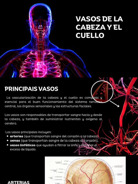 Anatomía De Los Vasos Del Cuello Y Cabeza Pdf Vena Sistema Linfático