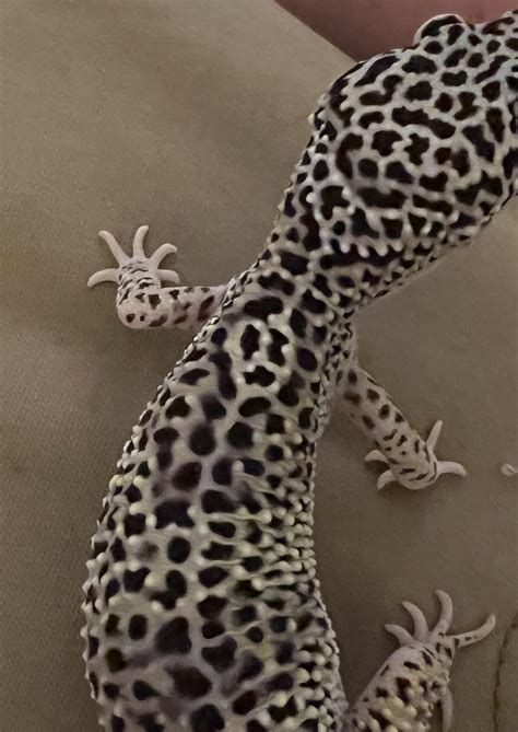 Morph ID? : r/leopardgeckos
