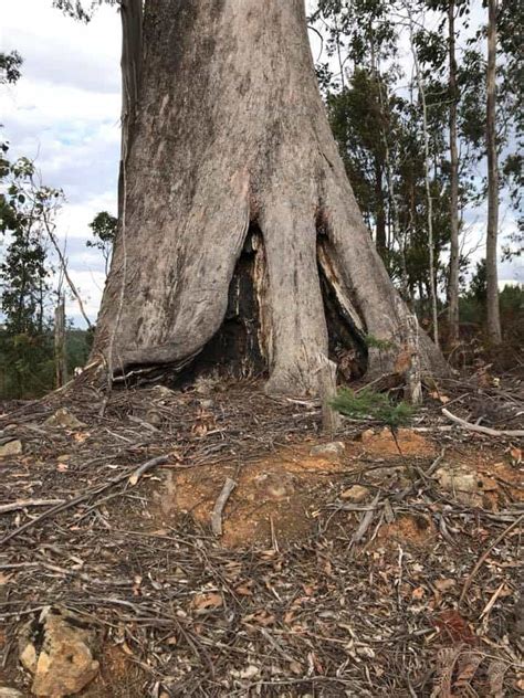How Root Mapping Prevents Costly Surprises In Development Projects