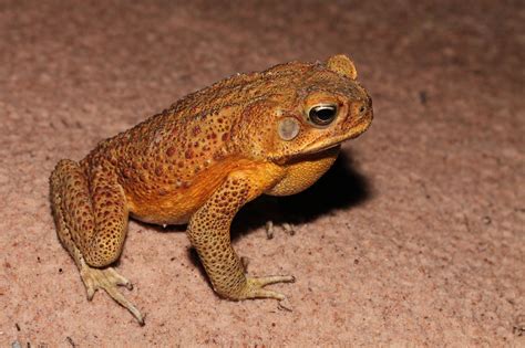 Cane Toad Wikipedia Br