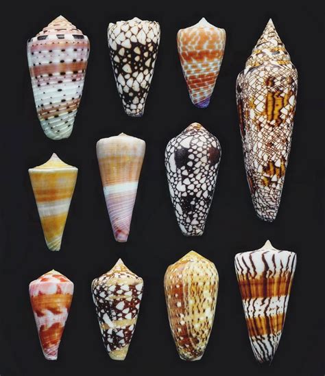 Deadly Beauty Fascinating Facts About The Cone Snail Exploring Animals
