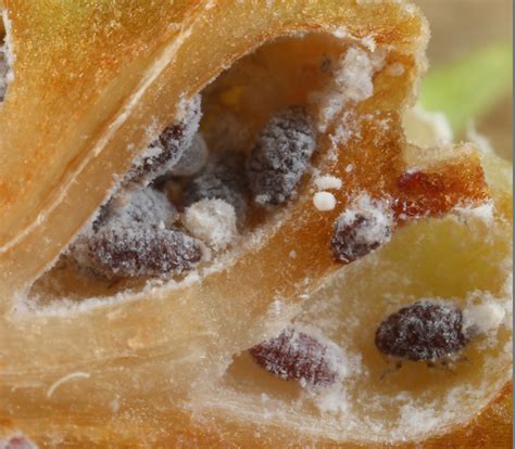 Adelgids From Ithaca July 2012