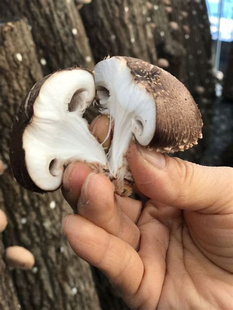 자료에 있는 이나림님의 핀 버섯 질감 식물 드로잉