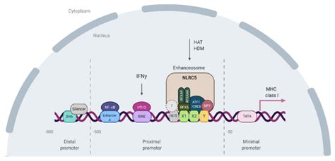 The MHC Class I Promoter Region Tissue Specific Expression Of MHC Download Scientific Diagram