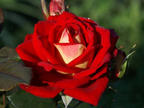 Саженцы роз Friendship rose. Чайно-гибридная роза Френдшип оптом ...