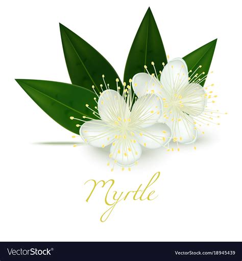 Myrtle Flowers And Leaves In Realistic Style Vector Image